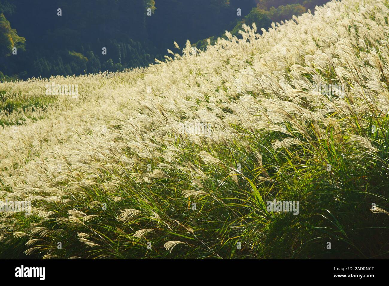 Japan land reform hi-res stock photography and images - Alamy