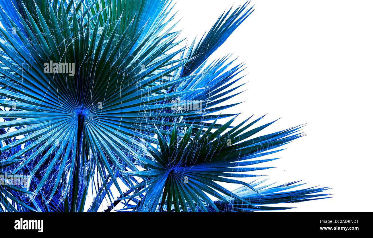 Blue palm tree leaves Stock Photo - Alamy