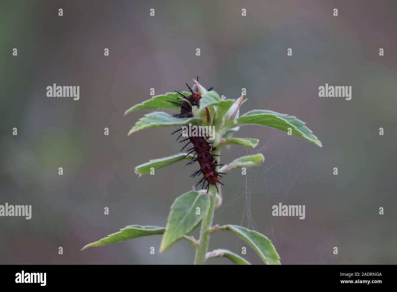 Caterpillar of peacock butterfly on stinging nettle.Caterpillar on a ...