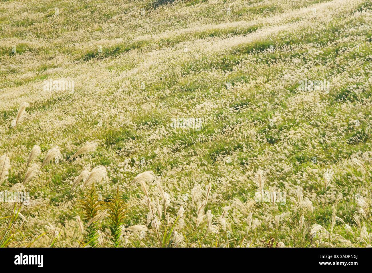 Japan land reform hi-res stock photography and images - Alamy