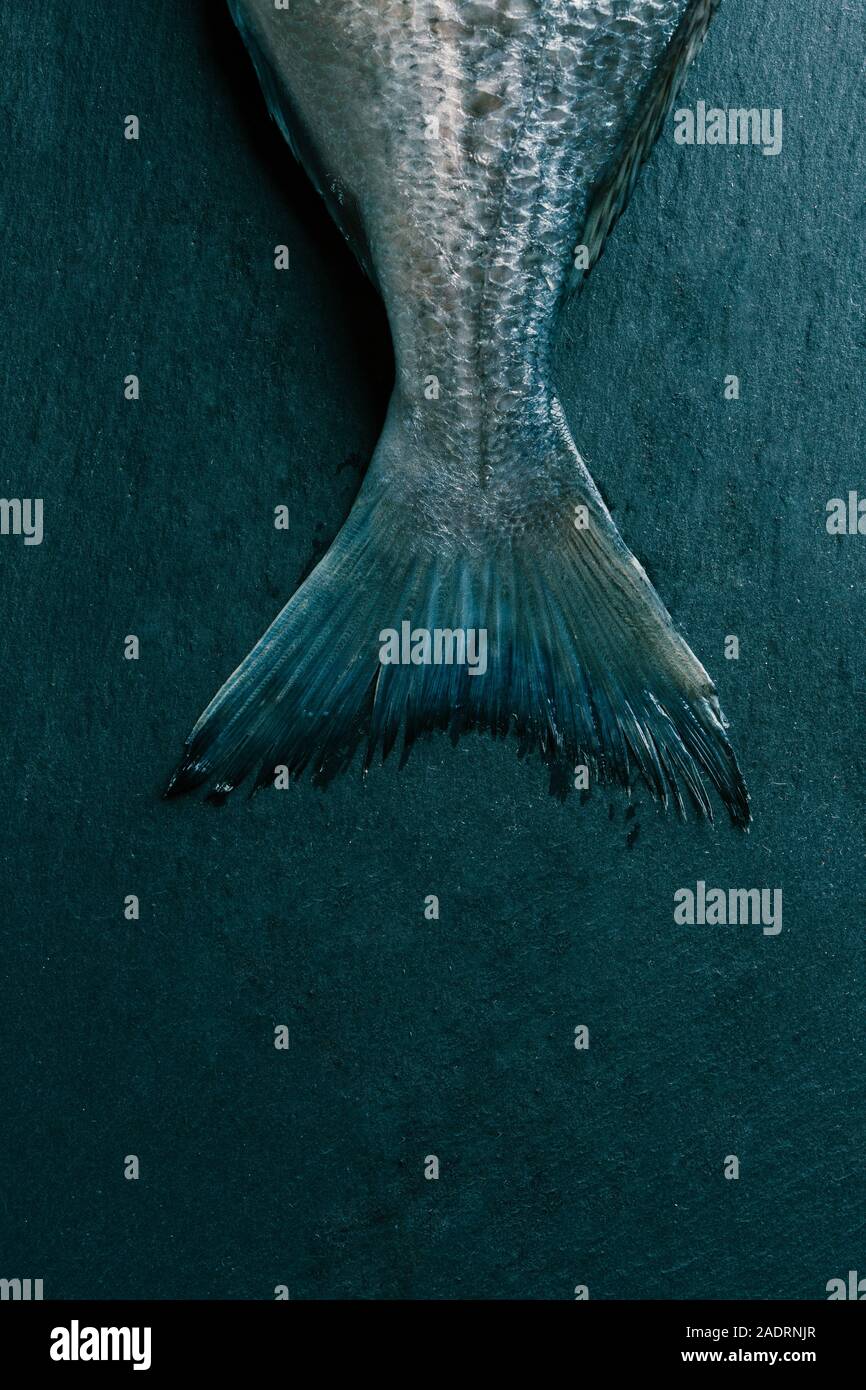 Wet tail hi-res stock photography and images - Alamy