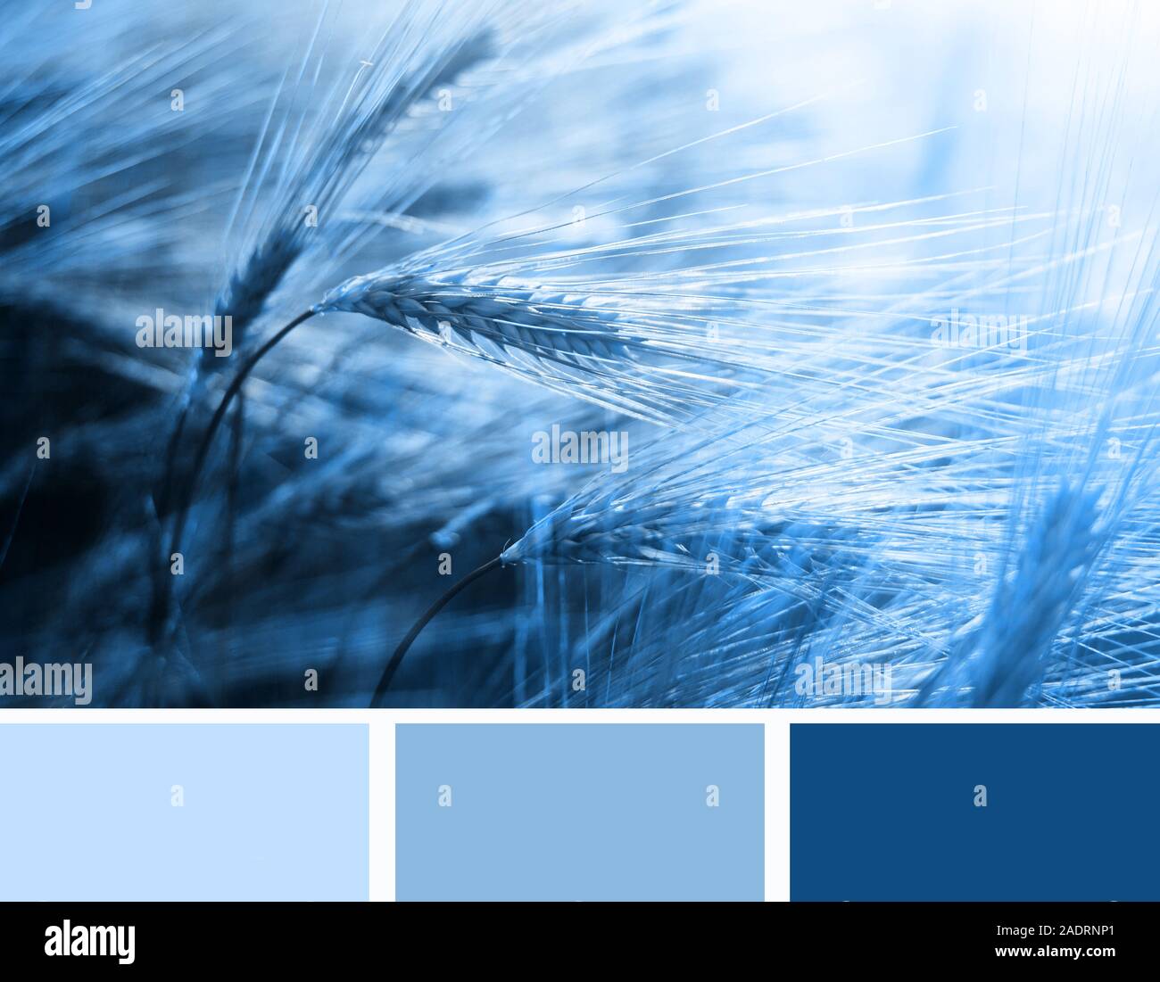 Spikes macro close up in the summer wheat field. Soft warm light ...