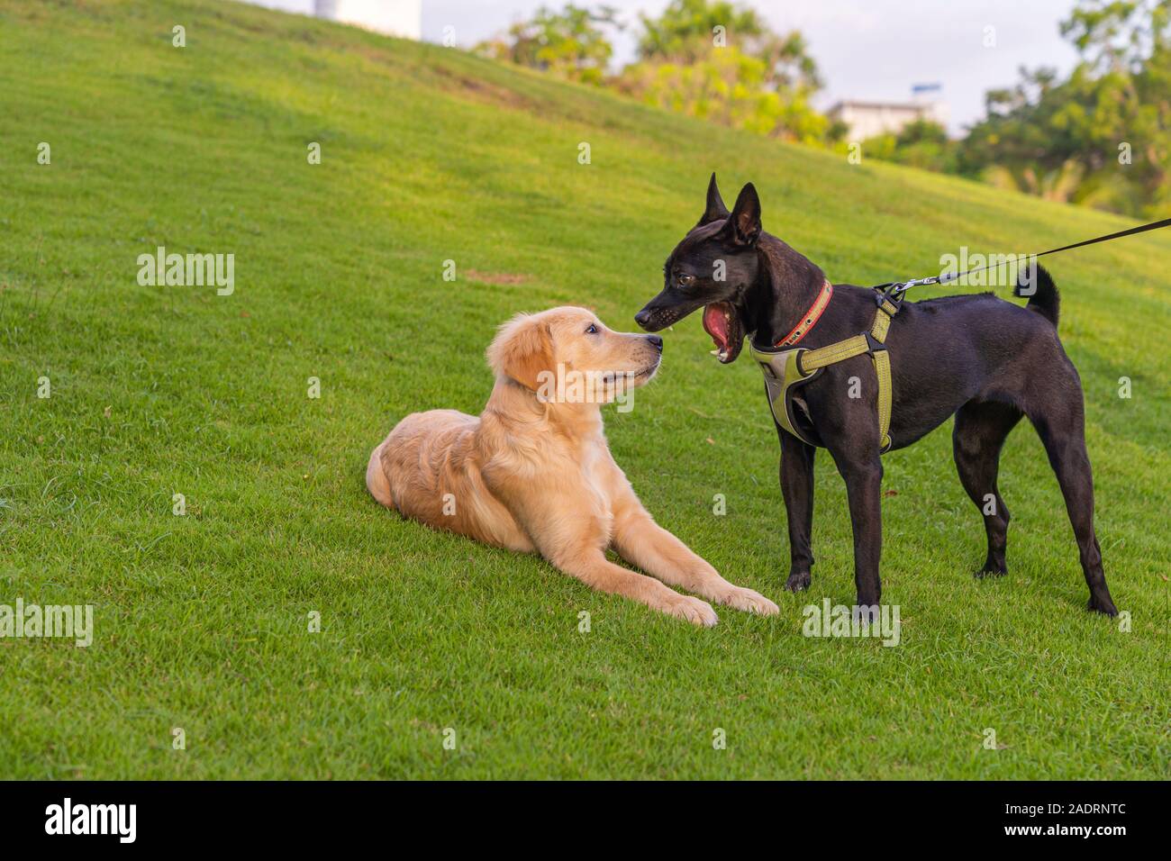 Retriever angry hi-res stock photography and images - Alamy