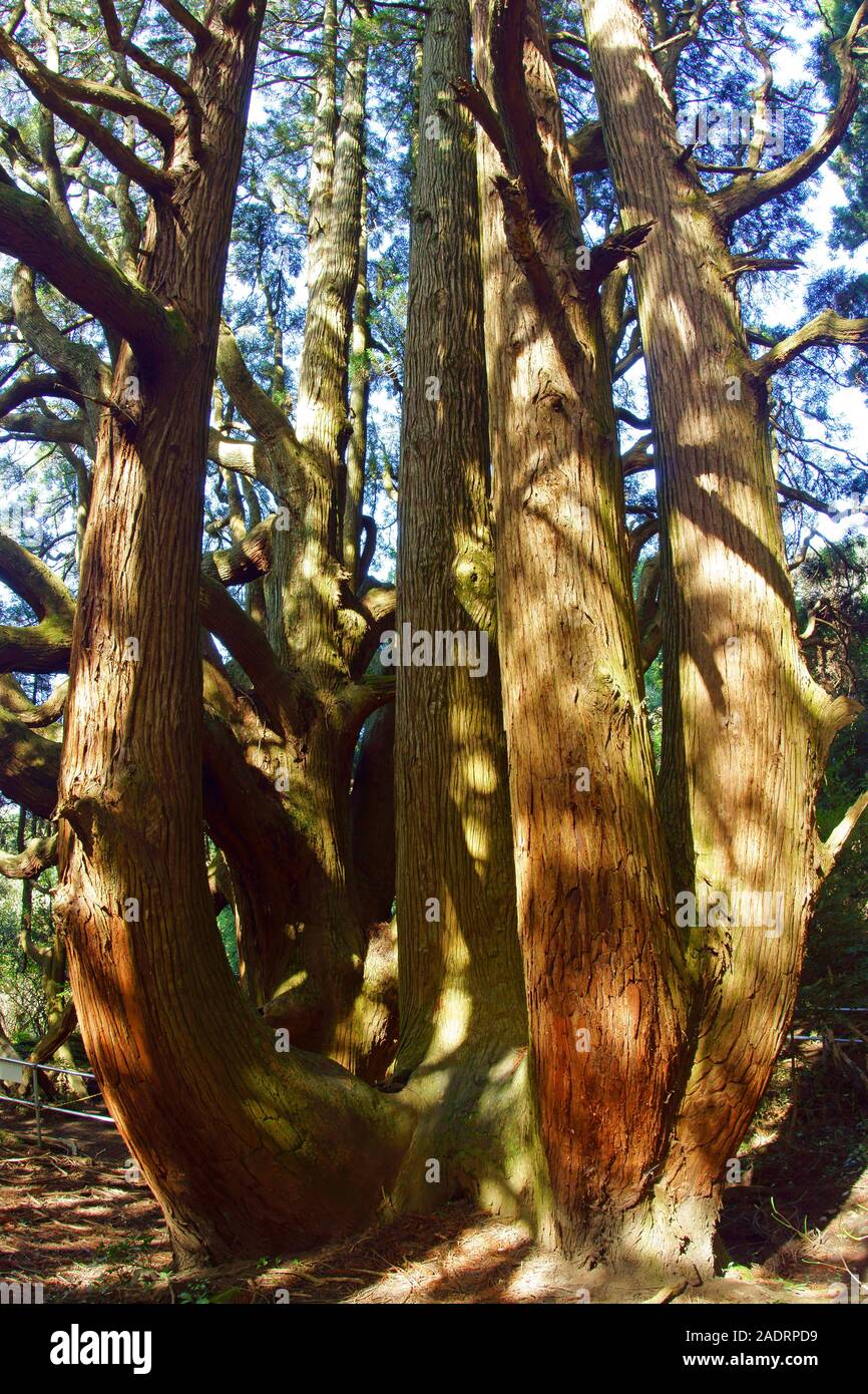 Japan cedar woods hi-res stock photography and images - Alamy