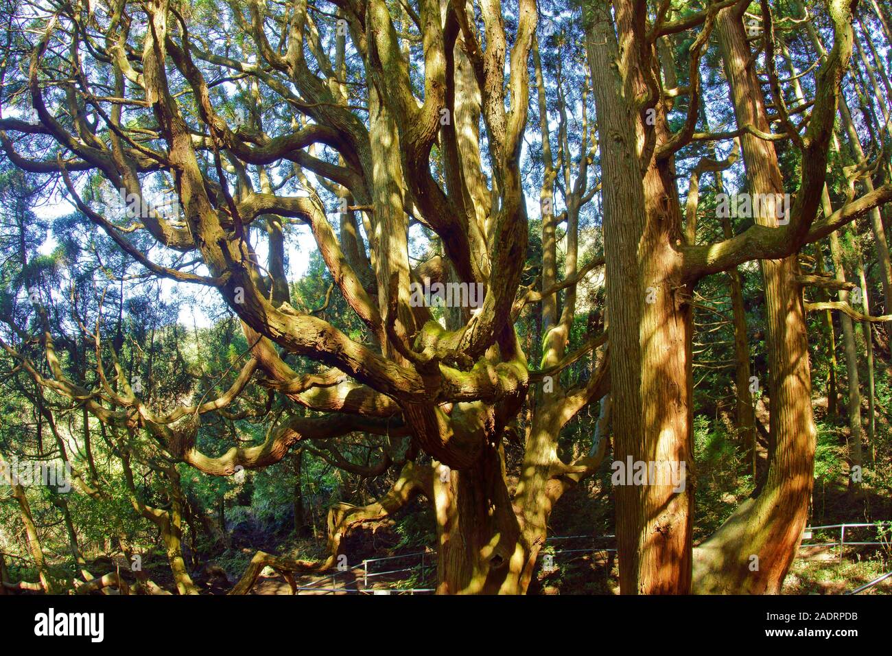 Japanese old cedar, Takamoridon, Kumamoto Prefecture, Japan Stock Photo ...