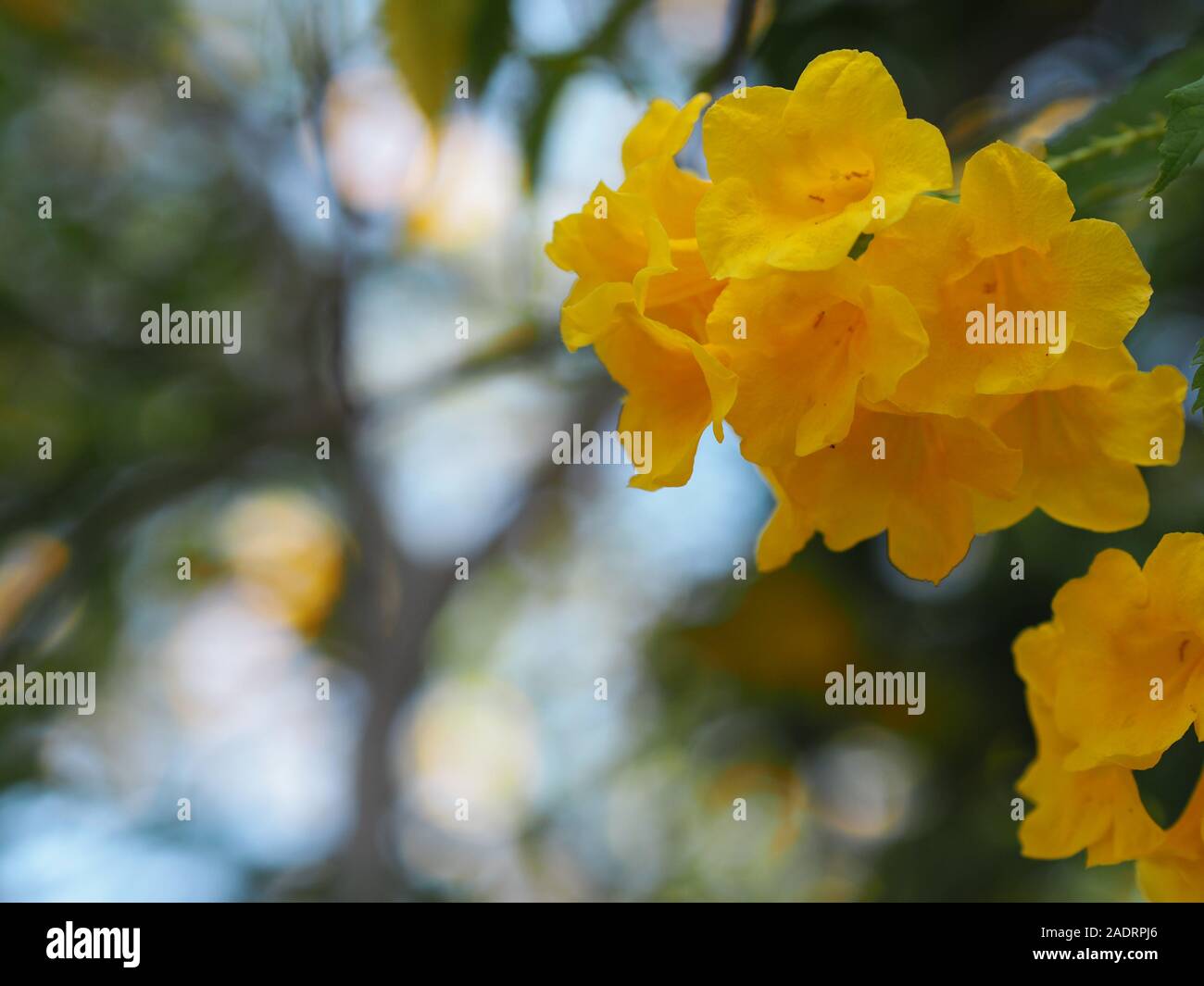 Yellow Elder, Magnoliophyta, Angiospermae of name Gold Yellow color ...