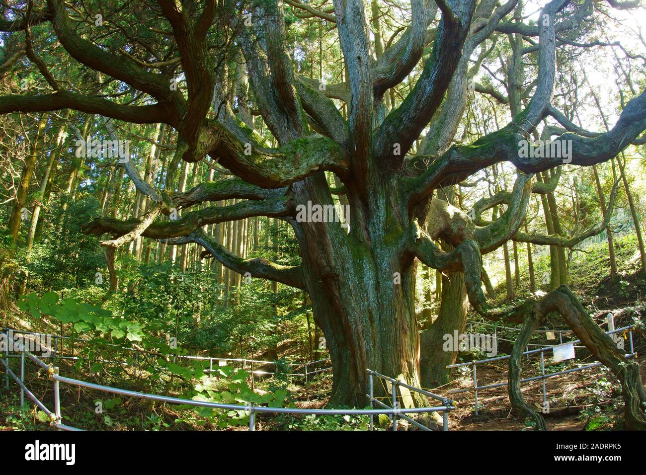 Japanese big cedar tree hi-res stock photography and images - Alamy