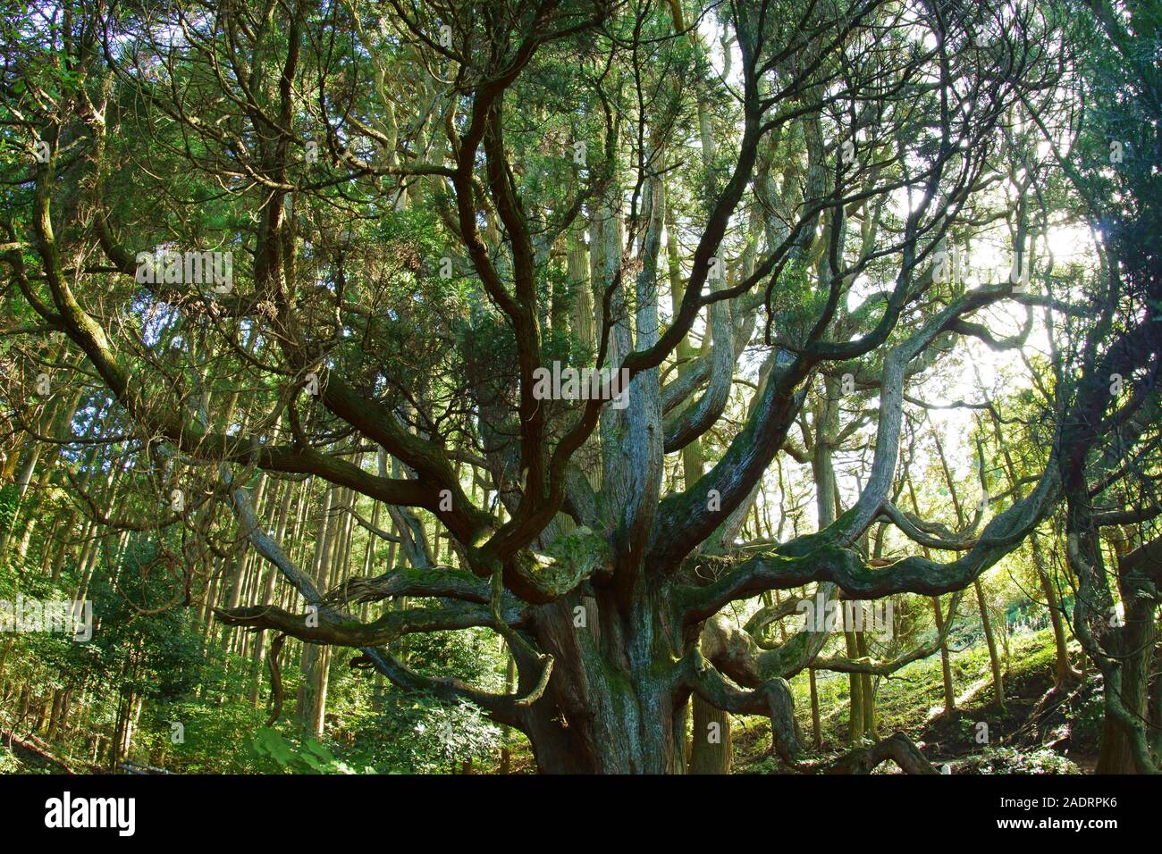 Japan cedar woods hi-res stock photography and images - Alamy
