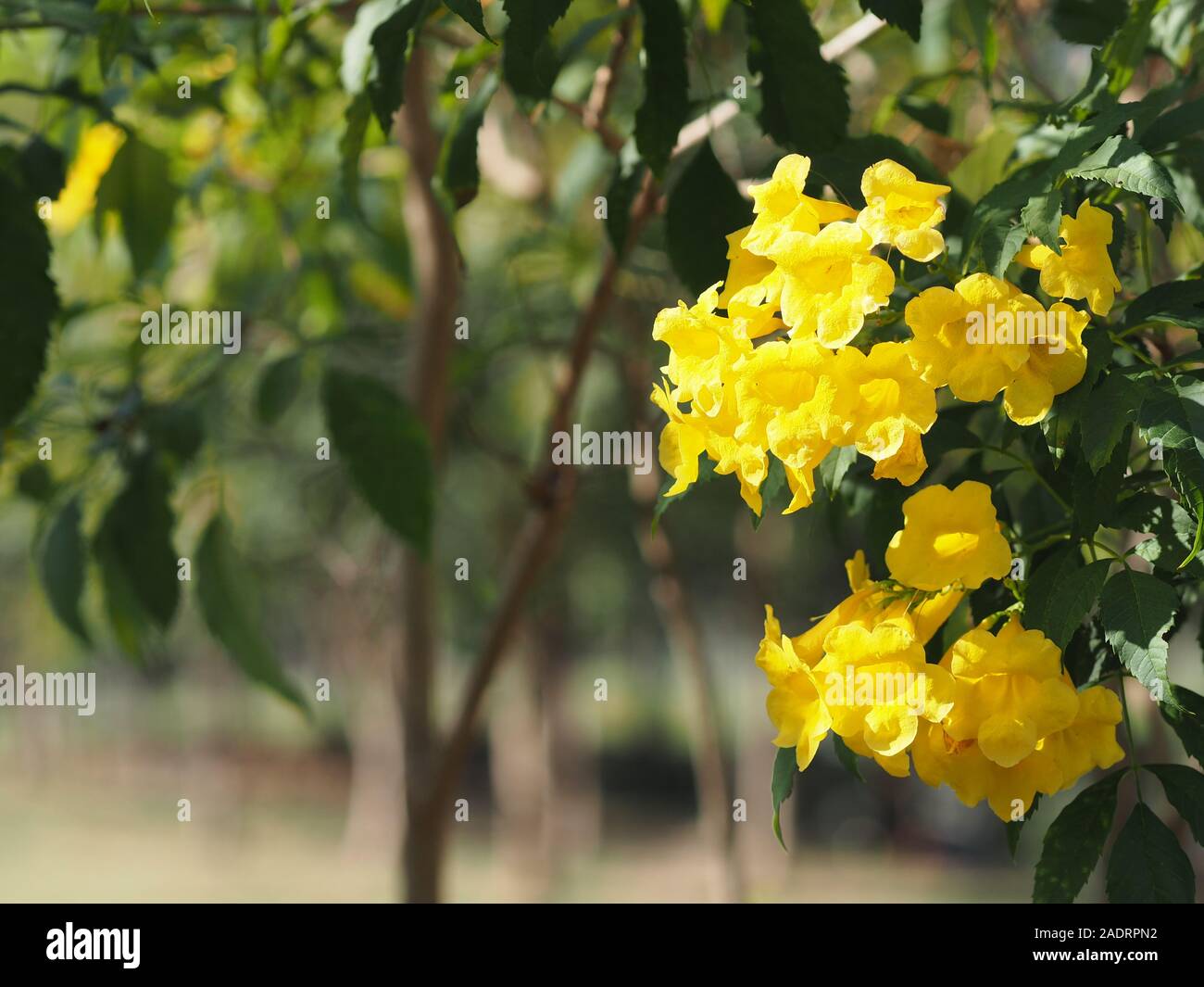 Yellow Elder, Magnoliophyta, Angiospermae of name Gold Yellow color ...
