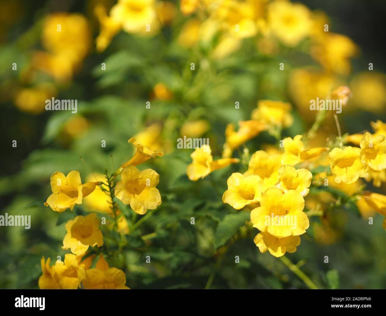 Yellow Elder, Magnoliophyta, Angiospermae of name Gold Yellow color ...