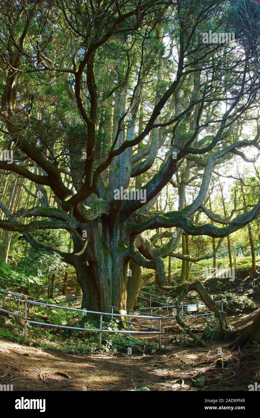 Japan cedar woods hi-res stock photography and images - Alamy