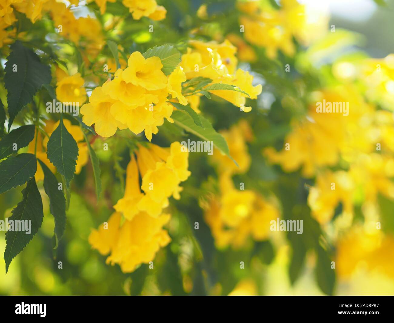 Yellow Elder, Magnoliophyta, Angiospermae of name Gold Yellow color ...