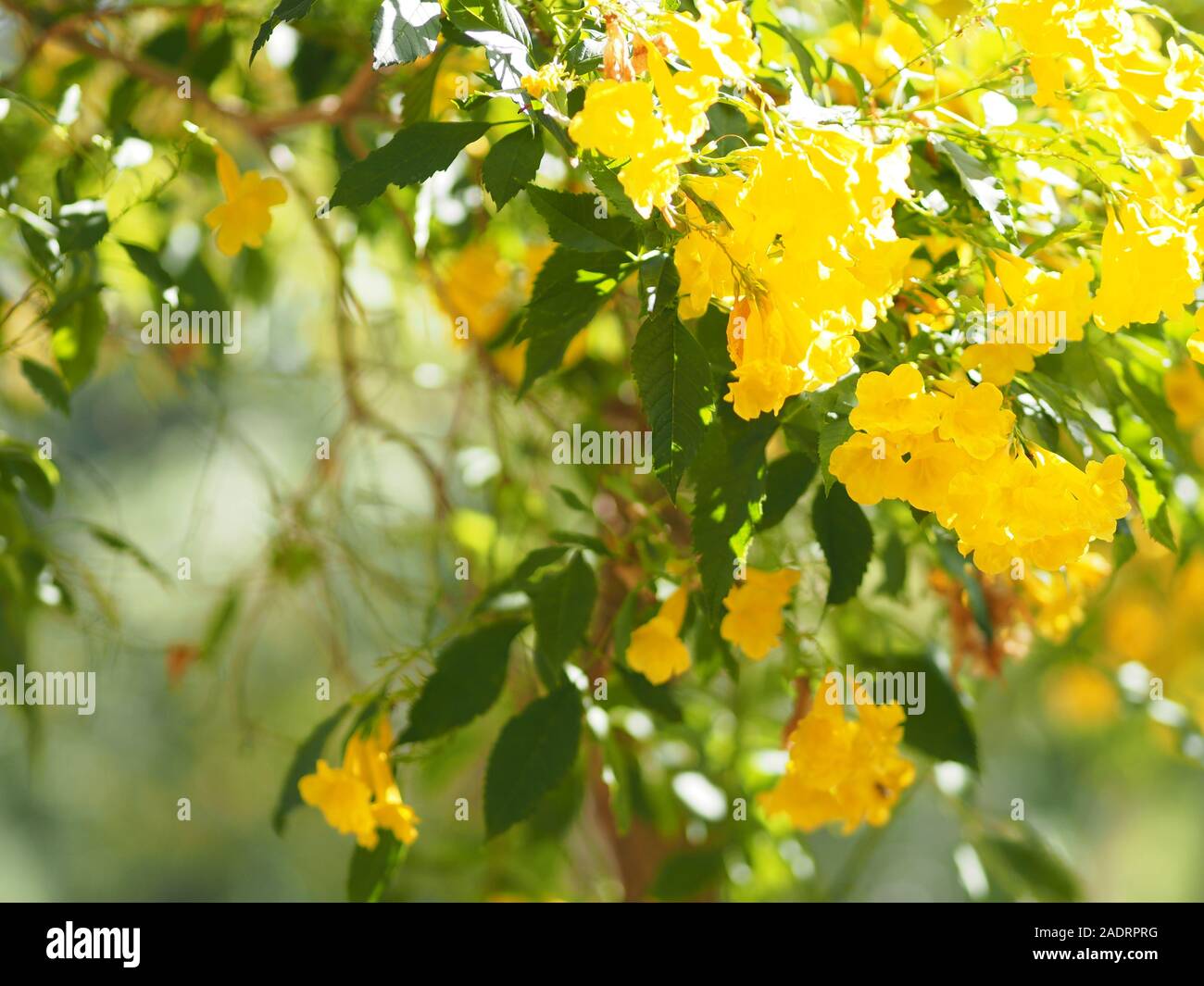 Yellow elder hi-res stock photography and images - Alamy