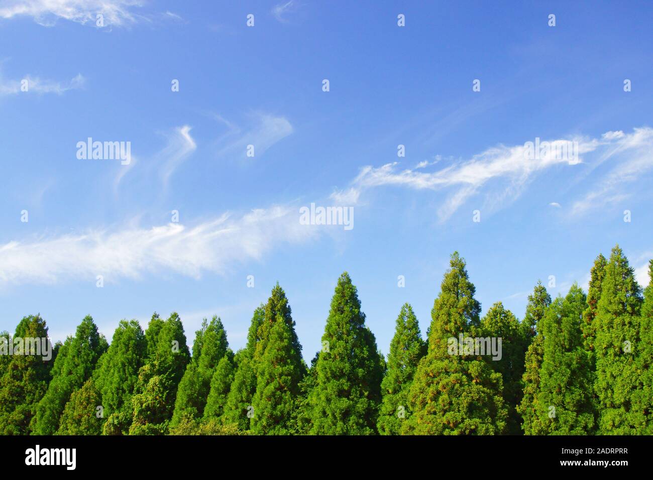 Forest of Aso, Kumamoto Prefecture, Japan Stock Photo - Alamy