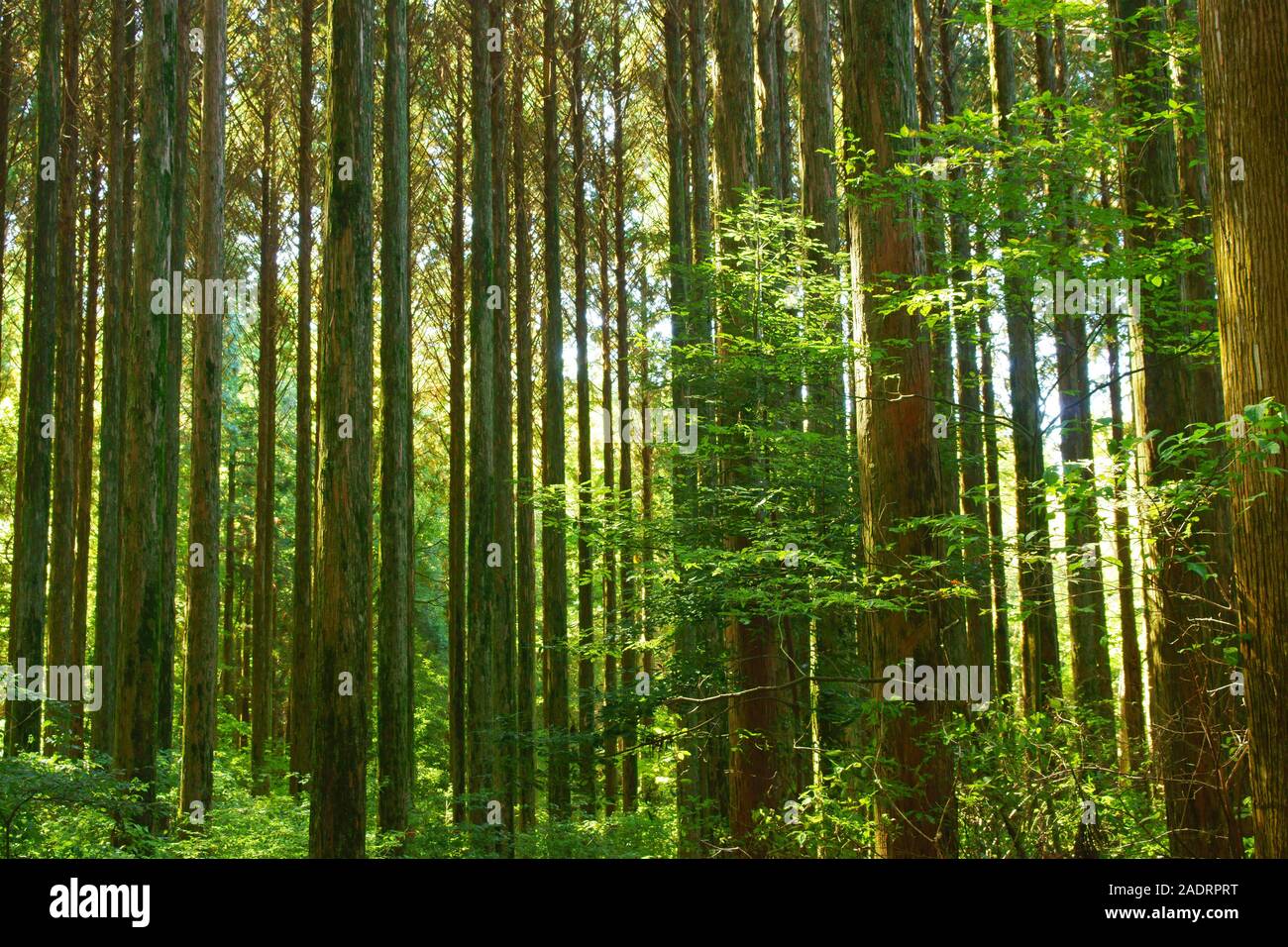 Forest of Aso, Kumamoto Prefecture, Japan Stock Photo - Alamy