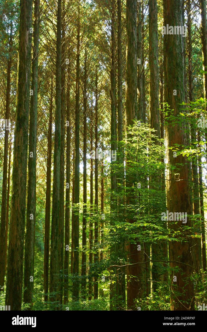 Japan land reform hi-res stock photography and images - Alamy