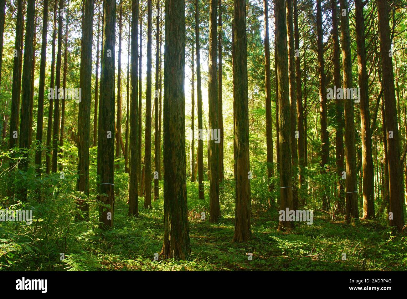 Forest of Aso, Kumamoto Prefecture, Japan Stock Photo - Alamy
