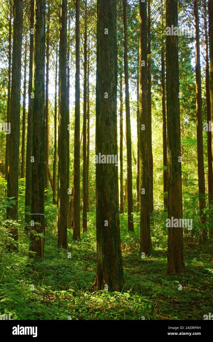 Forest of Aso, Kumamoto Prefecture, Japan Stock Photo - Alamy