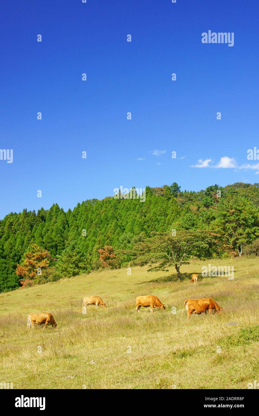 Cattle operation hi-res stock photography and images - Alamy