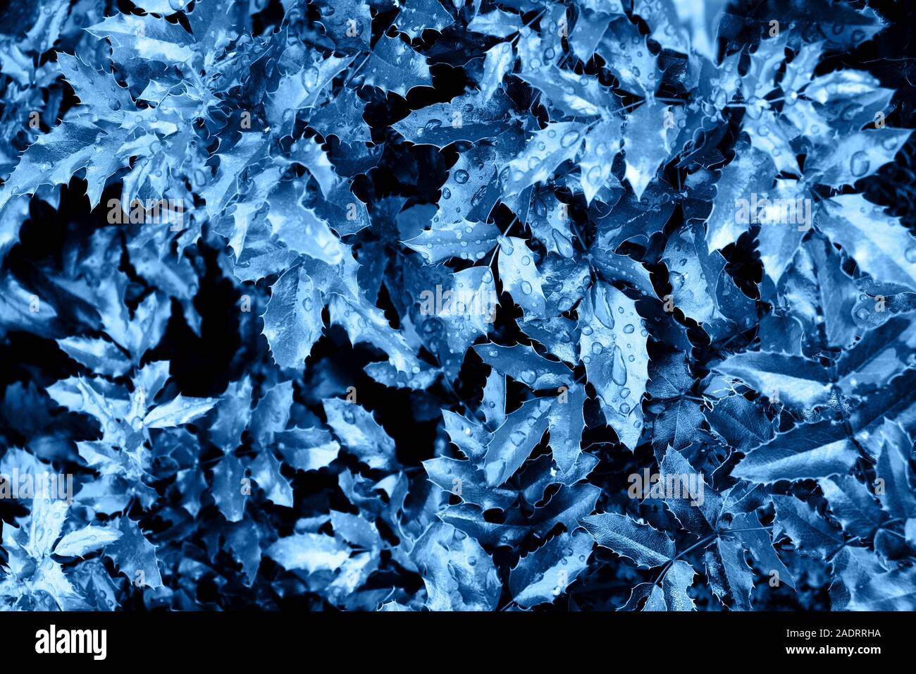 Agriculture, garden plant. Natural blue background with water drops ...