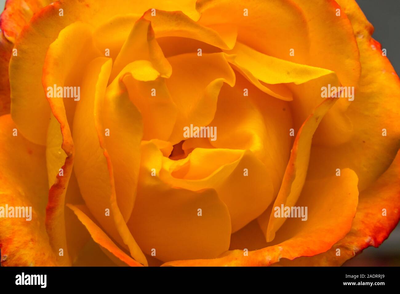 Pinata rose hi-res stock photography and images - Alamy