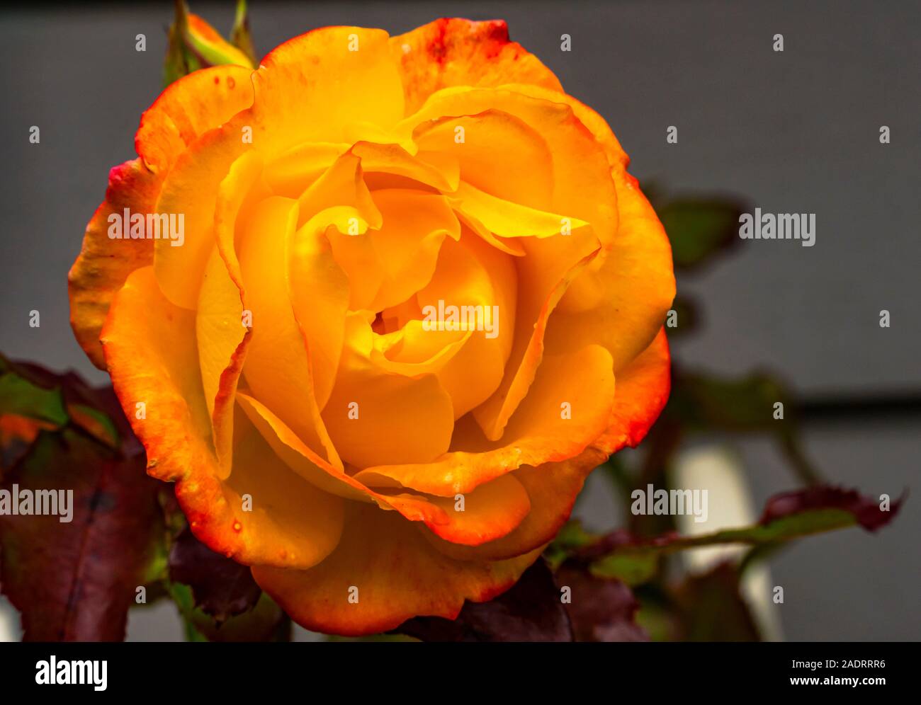 Orange Pinata Climbing Rose Blooming Fall Autumn Red Leaves Bellevue ...