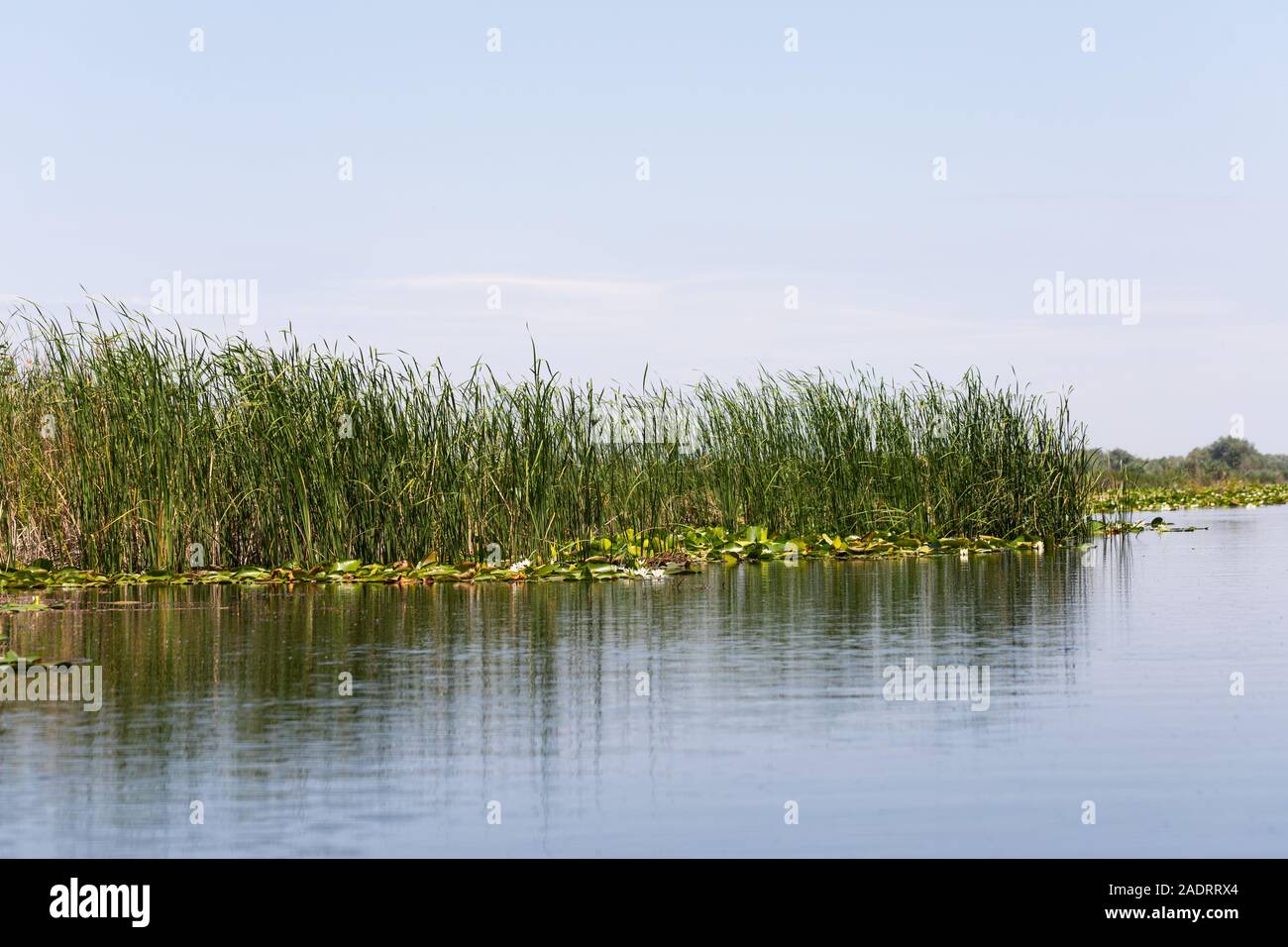Picture of the biosphere of the Danube Delta in Romania, protected ...