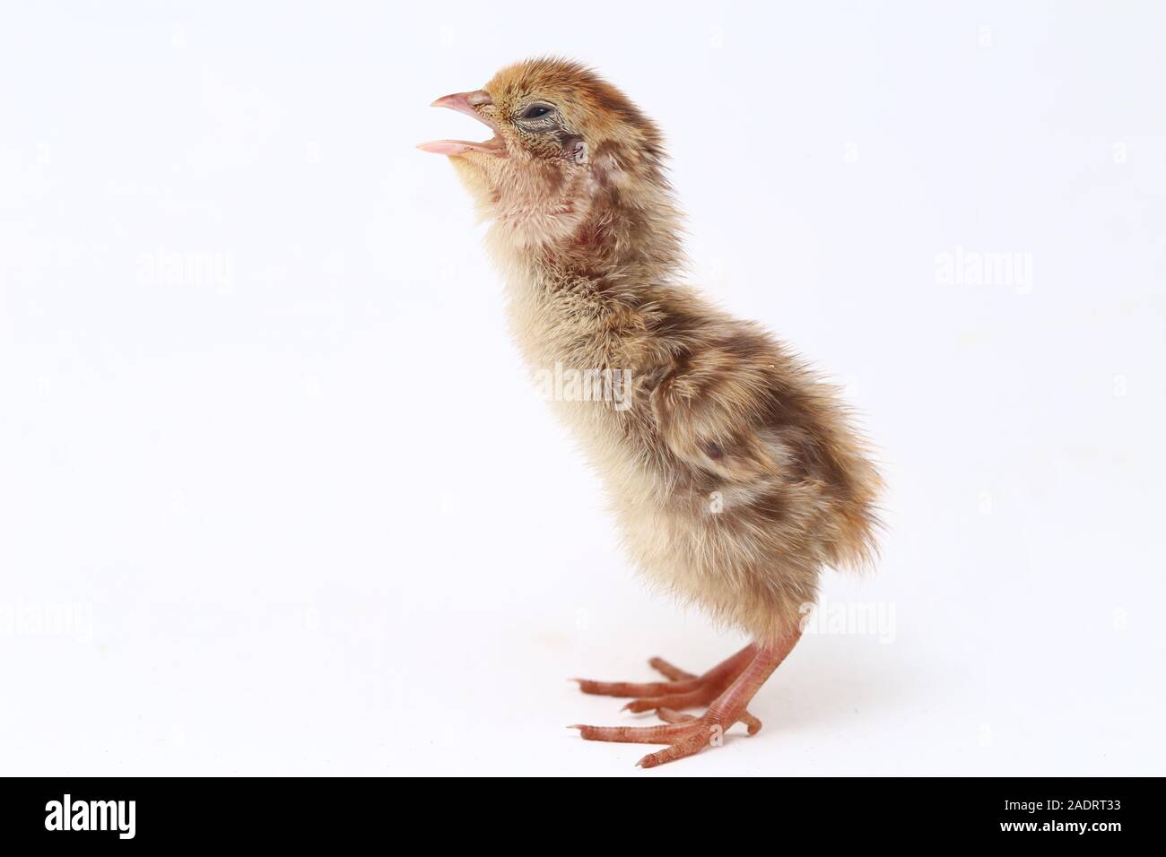 baby chick common quail isolated on white background Stock Photo - Alamy