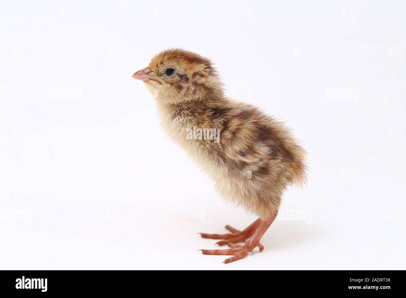 baby chick common quail isolated on white background Stock Photo - Alamy