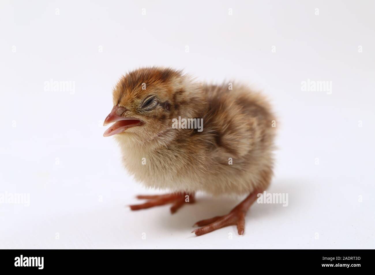 baby chick common quail isolated on white background Stock Photo - Alamy