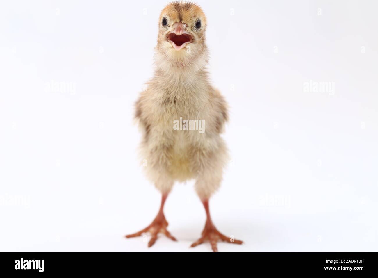 baby chick common quail isolated on white background Stock Photo - Alamy