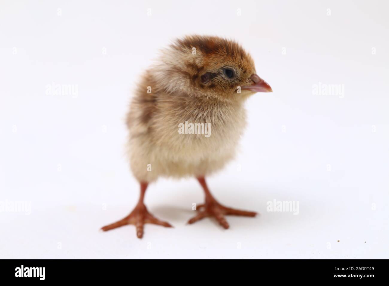 baby chick common quail isolated on white background Stock Photo - Alamy