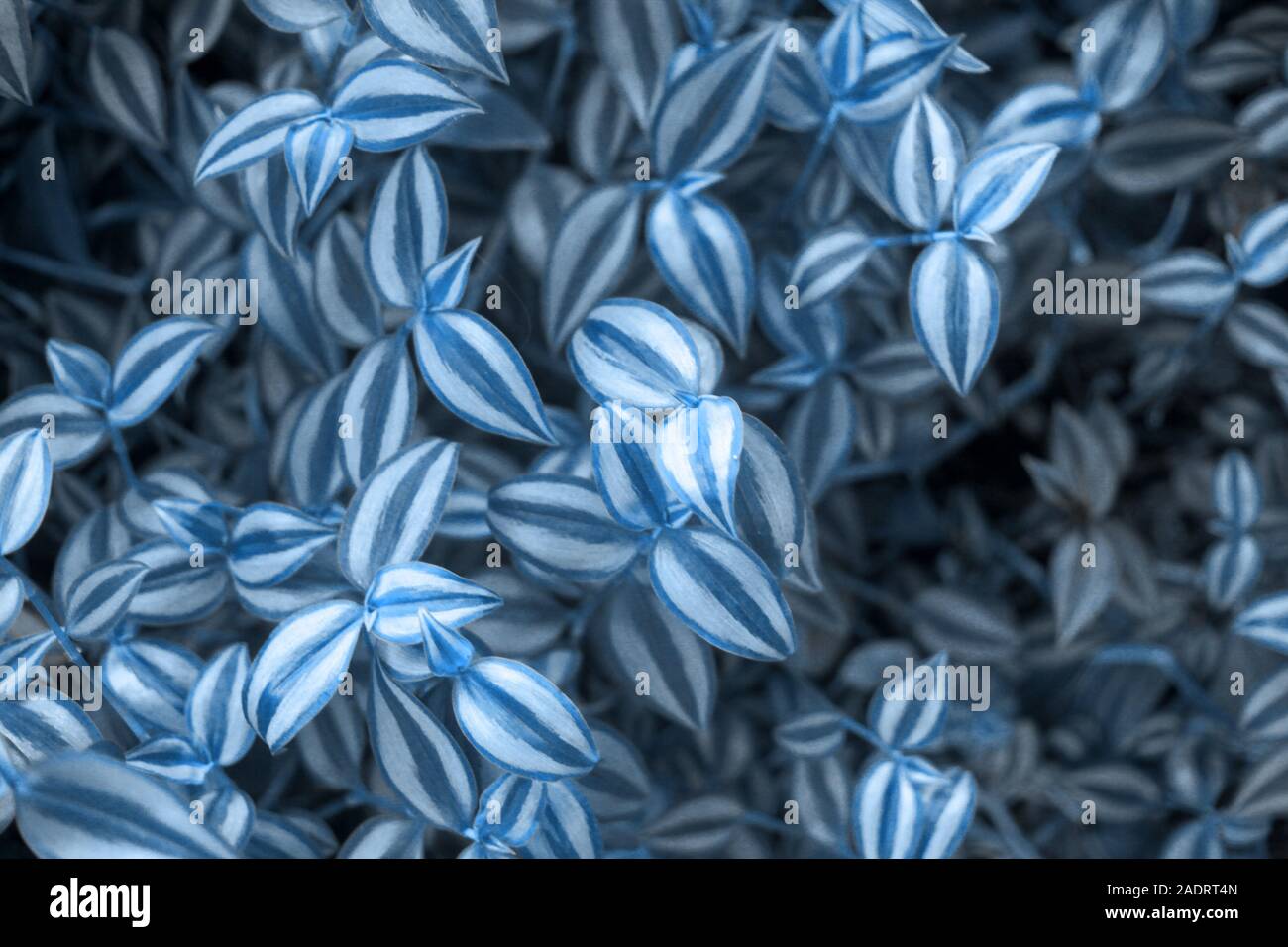 Leaves texture natural background. Botanical leaf background Stock ...