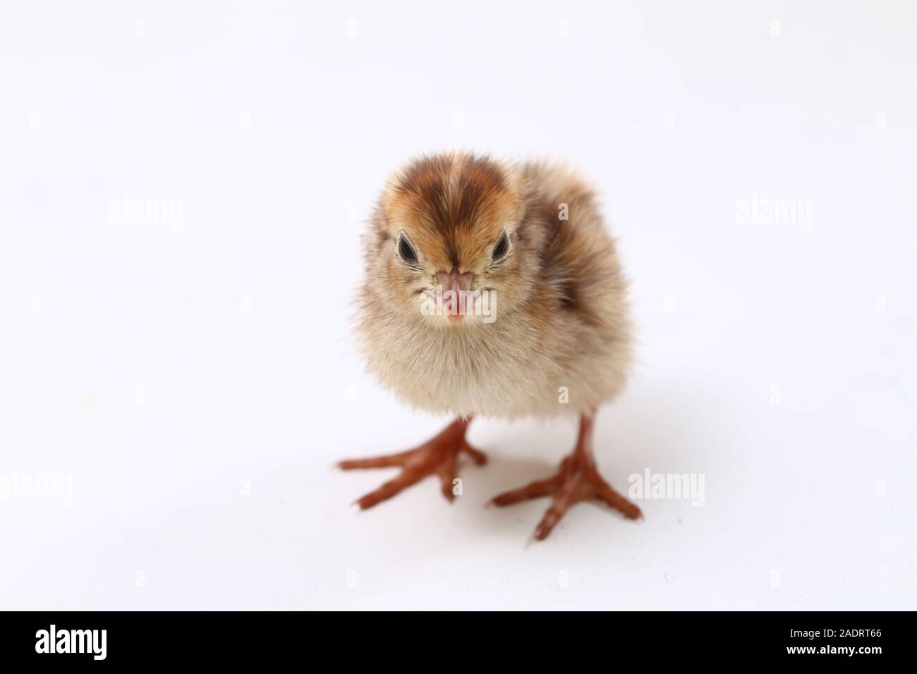 baby chick common quail isolated on white background Stock Photo - Alamy