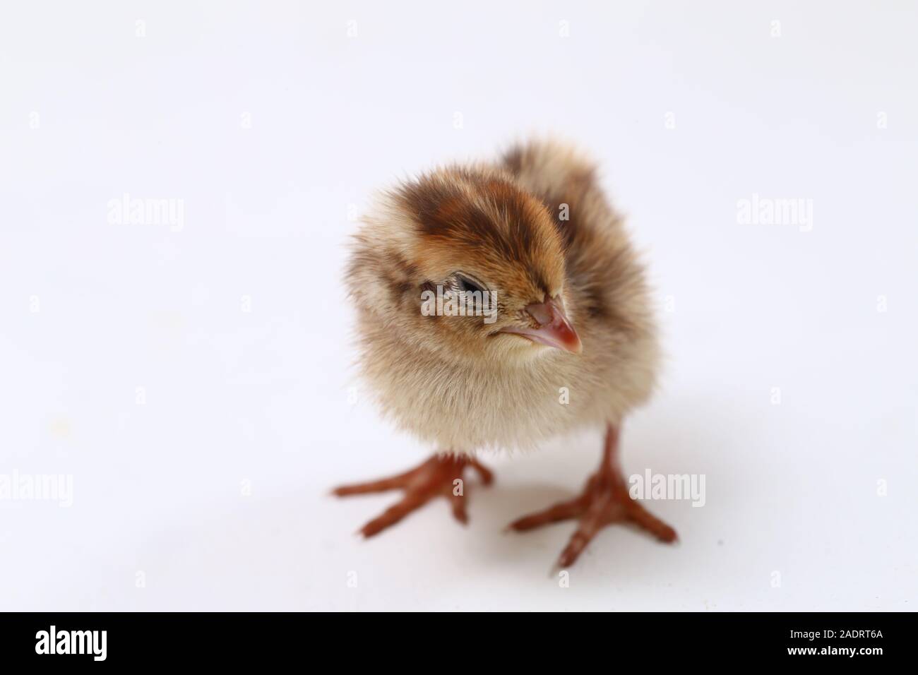 baby chick common quail isolated on white background Stock Photo - Alamy