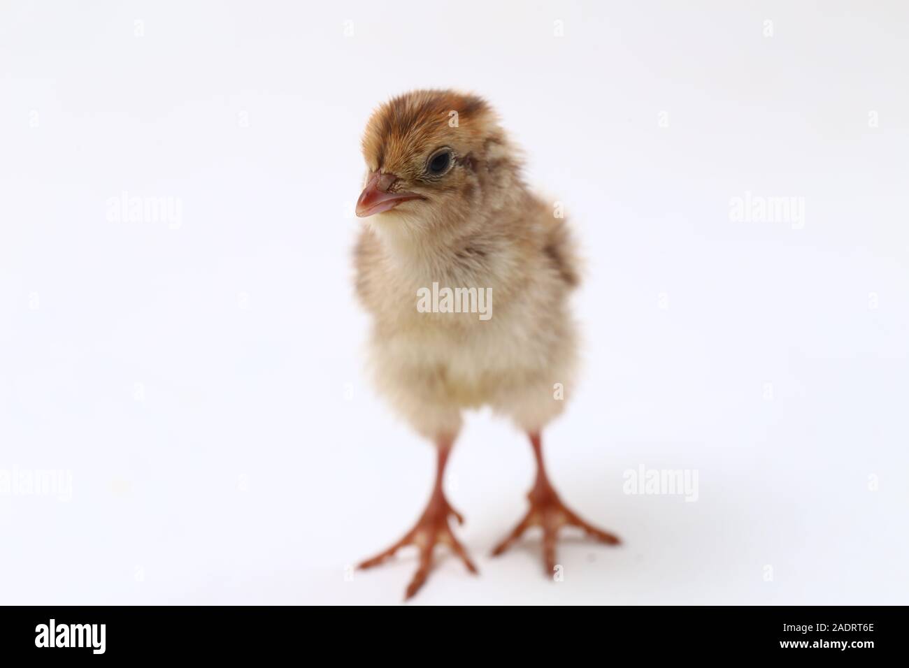 Common quail group hi-res stock photography and images - Alamy