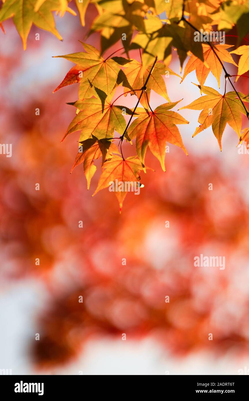 Japanese Fall Foliage Stock Photo - Alamy
