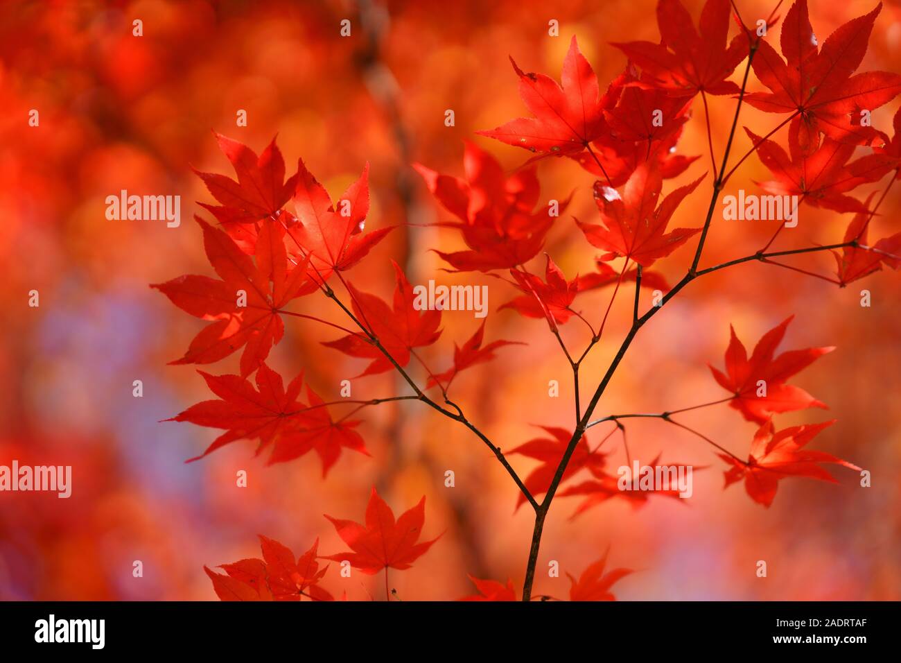 Japanese Fall Foliage Stock Photo - Alamy