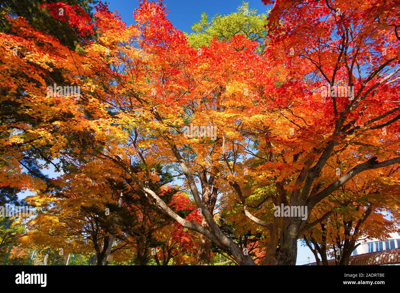 Japanese Fall Foliage Stock Photo - Alamy