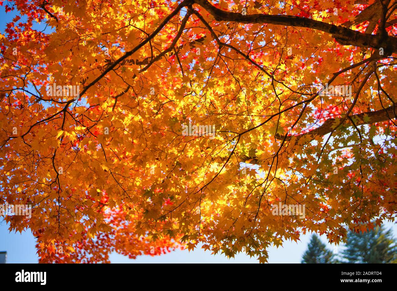 Japanese Fall Foliage Stock Photo - Alamy