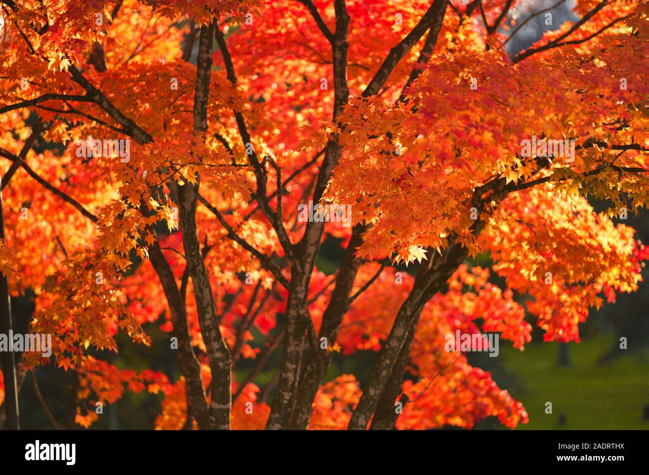 Japanese Fall Foliage Stock Photo - Alamy