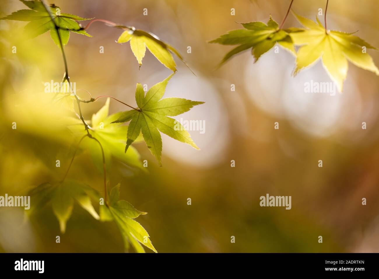 Japanese Fall Foliage Stock Photo - Alamy