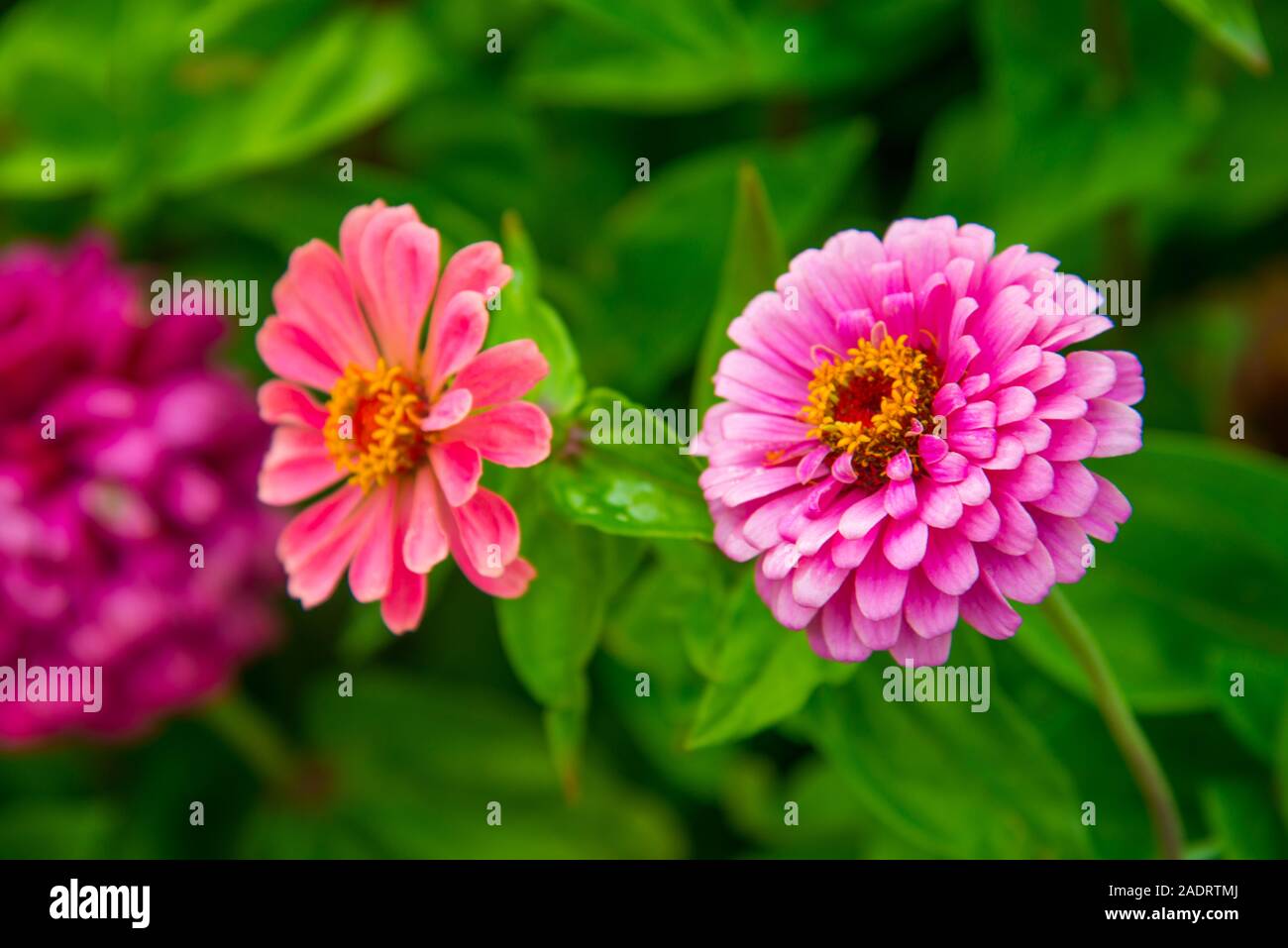 Close up zinnia flowers hi-res stock photography and images - Alamy