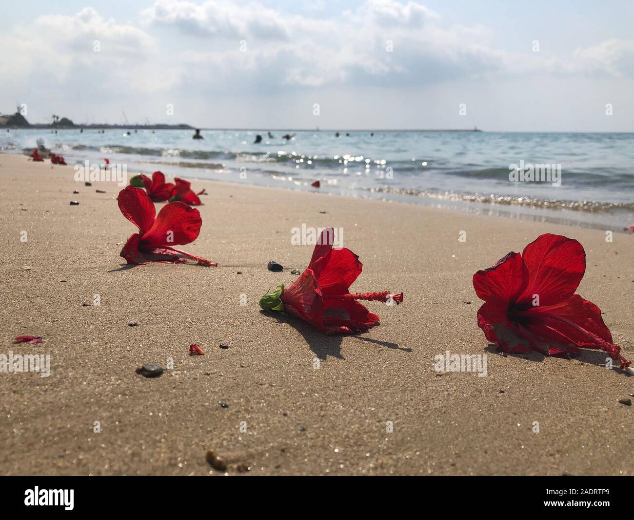 Hibiscus Flowers Beach High Resolution Stock Photography and Images - Alamy
