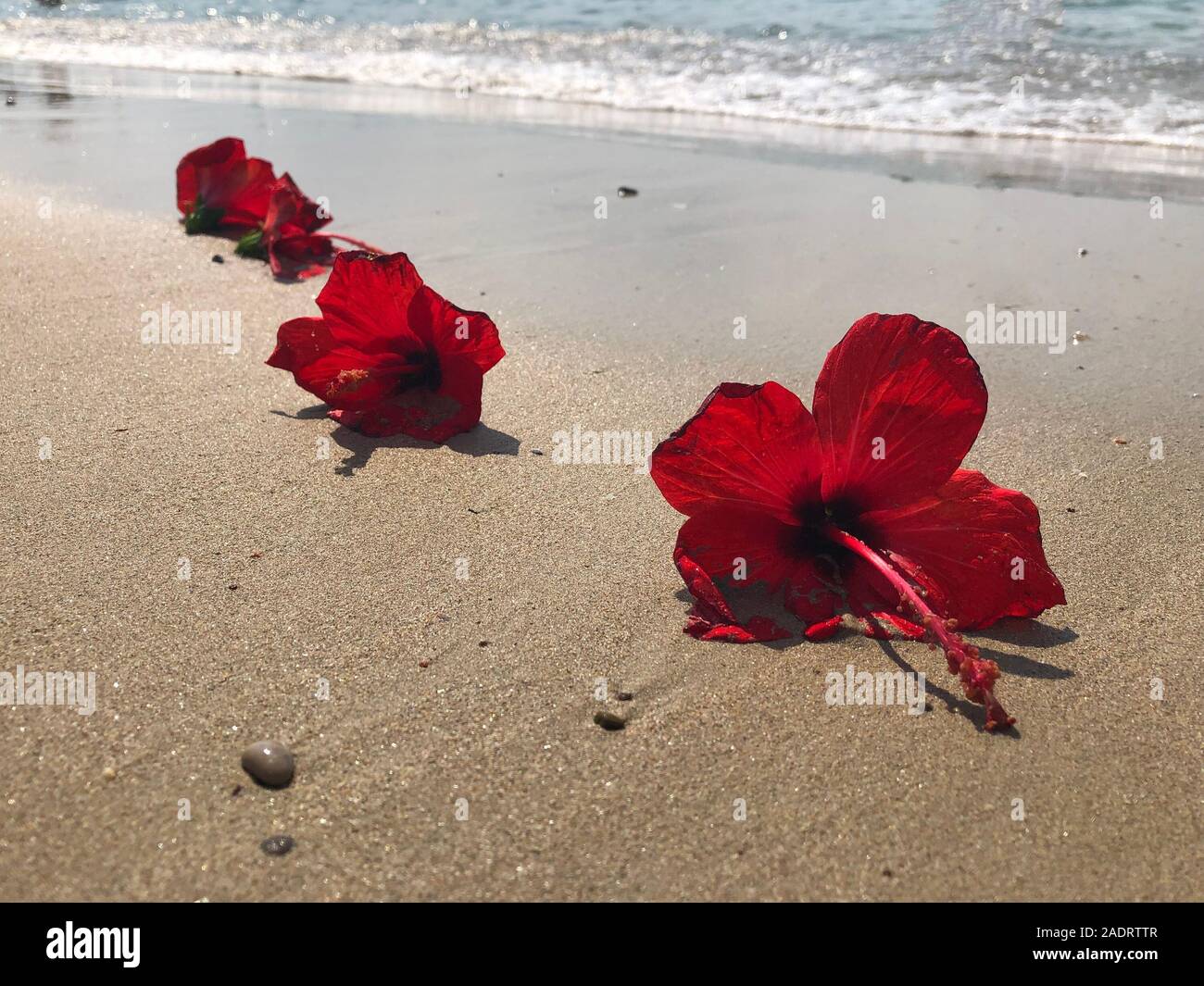 Hibiscus Coast Stock Photos & Hibiscus Coast Stock Images - Alamy