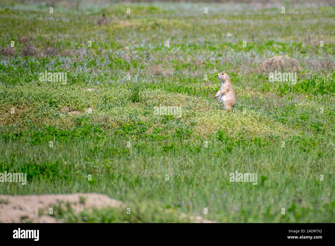 Prairie Dogs in Devils Tower National Monument, Wyoming Stock Photo - Alamy