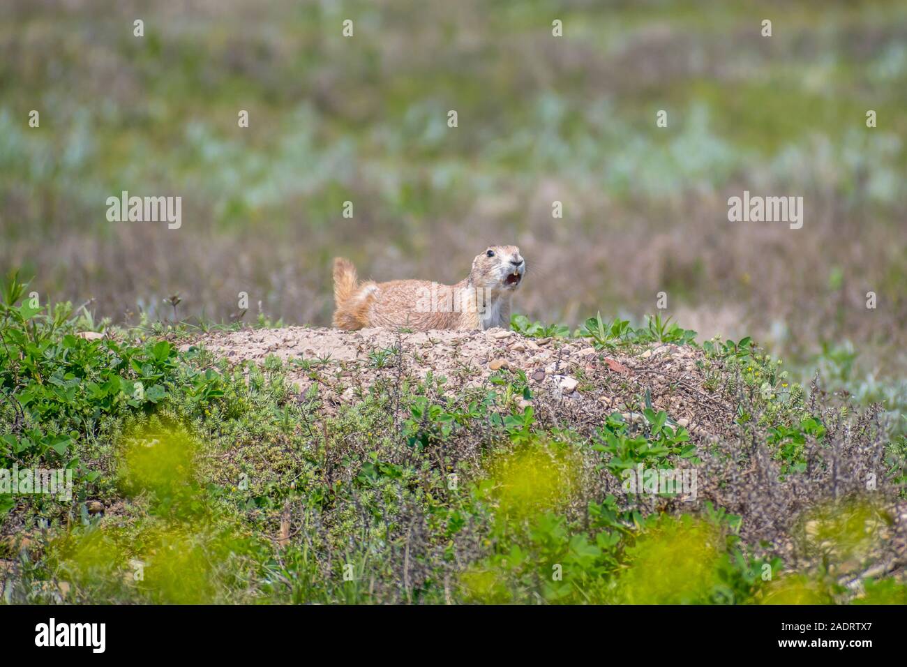 Prairie Dogs in Devils Tower National Monument, Wyoming Stock Photo - Alamy