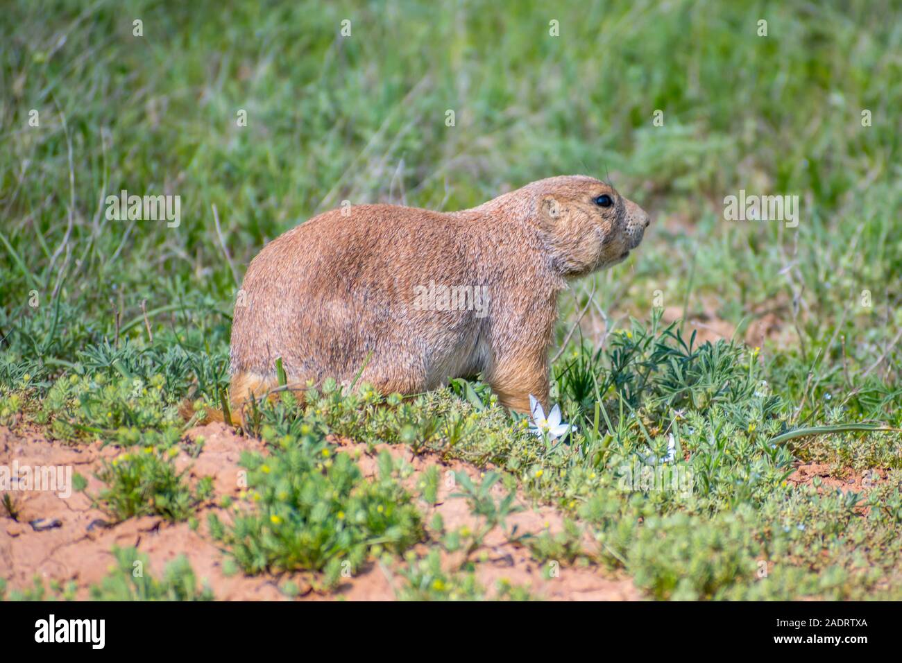 Prairie Dogs in Devils Tower National Monument, Wyoming Stock Photo - Alamy