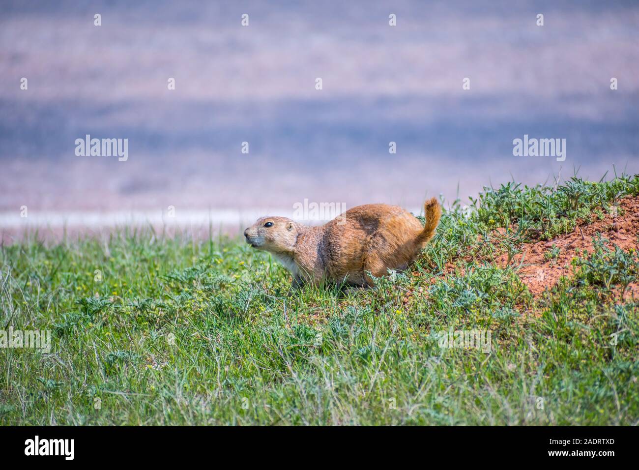 Prairie Dogs in Devils Tower National Monument, Wyoming Stock Photo - Alamy