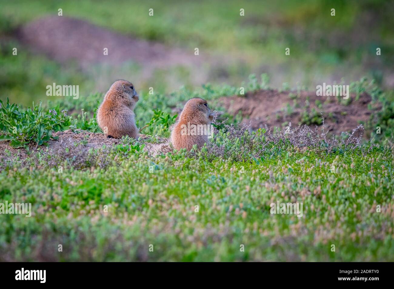 Little devils tower hi-res stock photography and images - Alamy